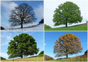 Why are there seasons? - Planets for Kids